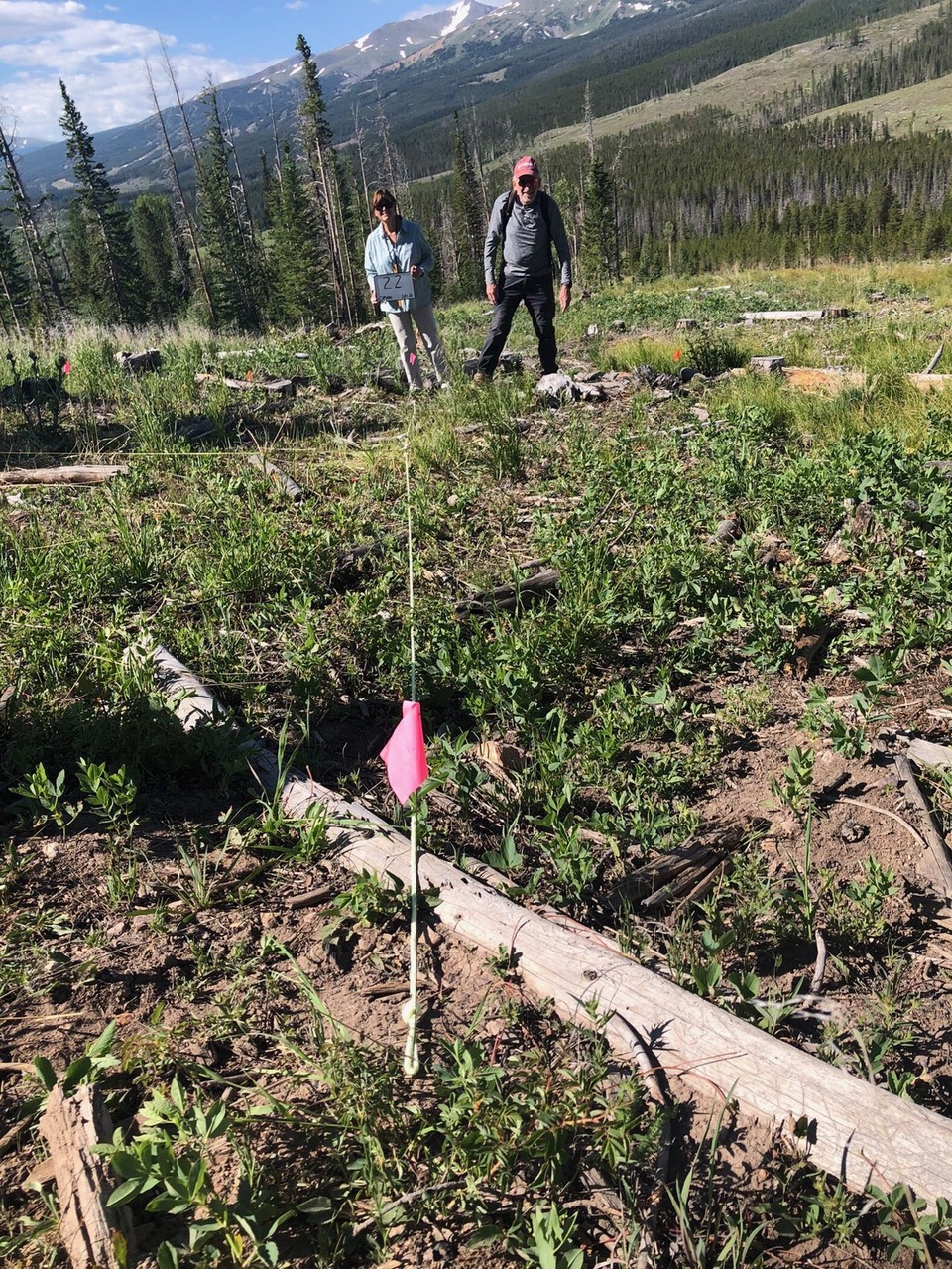 Get Wild: What is happening with Summit County’s forests? | SummitDaily.com